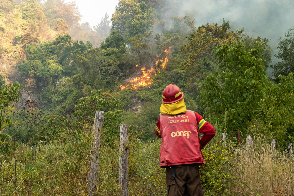 Qué son los incendios forestales (explicación para niños)